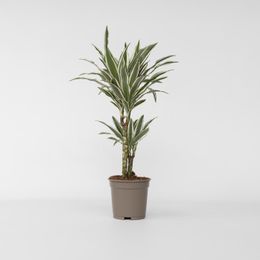 Plant in a Box - Drachenbaum - Dracaena deremensis 'White Stripe' - Höhe 60-70cm - Topf 17cm