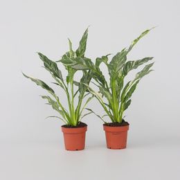 Plant in a Box - Friedenslilie - Einblatt - 2 Stk - Spathiphyllum Diamond - Höhe 40-50cm - Topf 12cm