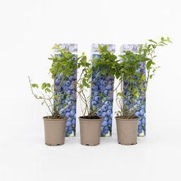 Plant in a Box - Blaubeere - 3 Stk - Vaccinium corymbosum 'Sunshine Blue' - Höhe 25-40cm - Topf 9cm
