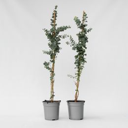 Plant in a Box - Eukalyptus - 2 Stk - Eucalyptus cinerea 'Silver Dollar' - Höhe 100-110cm - Topf 19cm