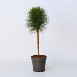 Plant in a Box - Pinie - Pinus 'Summer Breeze' - Höhe 70-80cm - Topf 24cm