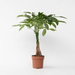 Plant in a Box - Glückskastanie - Pachira aquatica - Höhe 60-70cm - Topf 17cm