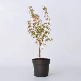 Plant in a Box - Japanischer Ahorn - Acer palmatum 'Taylor' - Höhe 50-60cm - Topf 19cm