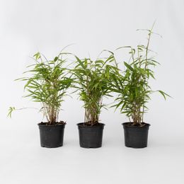 Plant in a Box - Bambus - 6 Stk - Fargesia papyrifera 'Grex' - Höhe 30-40cm - Topf 13cm