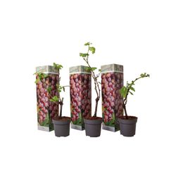 Plant in a Box - Traubenpflanze - 3 Stk - Vitis vinifera 'pinot gris' - Höhe 25-40cm - Topf 9cm