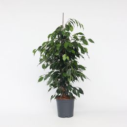 Plant in a Box - Geigenpflanze - Ficus benjamina 'Danielle' - Höhe 100-110cm - Topf 21cm