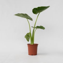 Plant in a Box - Alokasie - Alocasia 'Macrorrhizos' - Höhe 60-70cm - Topf 17cm