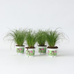 Plant in a Box - Zyperngras - 4er Set - Cyperus Katzengras - Höhe 30-40cm - Topf 12cm