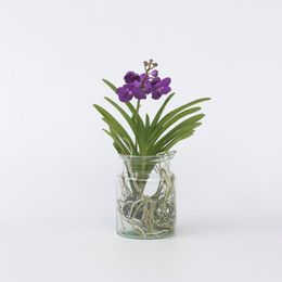 Plant in a Box - Vanda-Orchidee - Vanda 'Blue' - Höhe 40-50cm - Topf 14cm