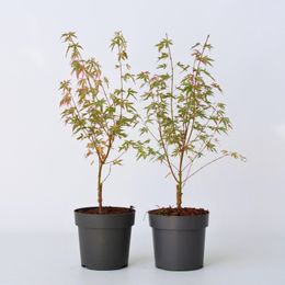 Plant in a Box - Japanischer Ahorn - 2 Stk - Acer palmatum 'Taylor' - Höhe 50-60cm - Topf 19cm