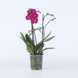 Plant in a Box - Schmetterlingsorchidee - Phalaenopsis Multiflora - Höhe 35-45cm - Topf 12cm