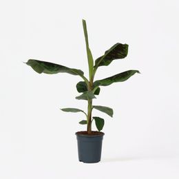 Plant in a Box - Bananenpflanze - Musa 'Dwarf Cavendish' - Höhe 90-100cm - Topf 21cm