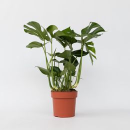 Plant in a Box - Fensterblatt - Monstera deliciosa - Höhe 70-80cm - Topf 21cm