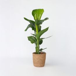 Plant in a Box - Paradiesvogelblume - Strelitzie - Strelitzia nicolai - Höhe 55-70cm - Topf 17cm