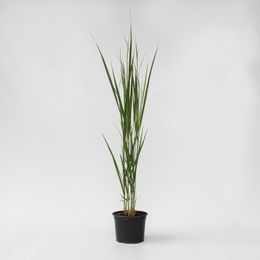 Plant in a Box - Fingergras - Panicum virgatum 'Northwind' - Höhe 40-60cm - Topf 23cm