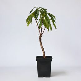 Plant in a Box - Pfirsichbaum - Prunus 'Bonanza' - Höhe 60-70cm - Topf 15cm