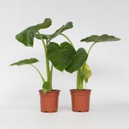 Plant in a Box - Alokasie - 2 Stk - Alocasia 'Macrorrhizos' - Höhe 60-70cm - Topf 17cm