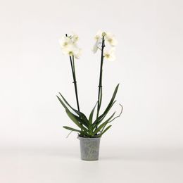 Plant in a Box - Schmetterlingsorchidee - Phalaenopsis - Höhe 50-60cm - Topf 12cm