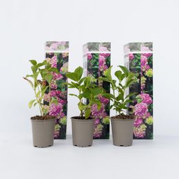 Plant in a Box - Hortensie - 3 Stk - Hydrangea macrophylla 'Early Pink' - Höhe 25-40cm - Topf 9cm