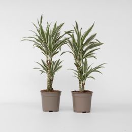 Plant in a Box - Drachenbaum - 2 Stk - Dracaena deremensis 'White Stripe' - Höhe 60-70cm - Topf 17cm