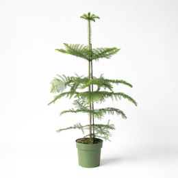 Plant in a Box - Norfolktanne - Araucaria heterophylla - Höhe 70-80cm - Topf 21cm