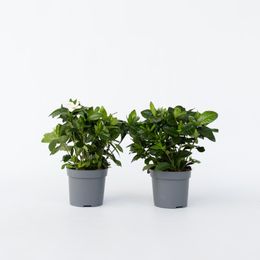 Plant in a Box - Gardenien - 2 Stk - Gardenia jasminoides - Höhe 20-30cm - Topf 13cm