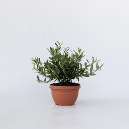 Plant in a Box - Olivenbaum - Olea europaea - Höhe 30-40cm - Topf 21cm