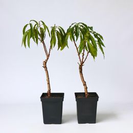 Plant in a Box - Pfirsichbaum - 2 Stk - Prunus 'Bonanza' - Höhe 60-70cm - Topf 15cm