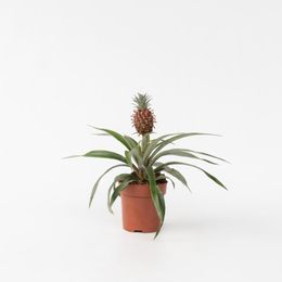 Plant in a Box - Ananaspflanze - Ananas comosus 'Mi Amigo' - Höhe 35-45cm - Topf 12cm