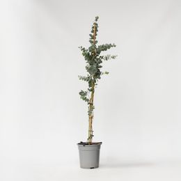 Plant in a Box - Eukalyptus - Eucalyptus cinerea 'Silver Dollar' - Höhe 100-110cm - Topf 19cm