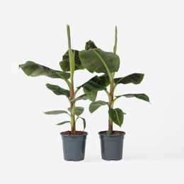 Plant in a Box - Bananenpflanze - 2 Stk - Musa 'Dwarf Cavendish' - Höhe 90-100cm - Topf 21cm