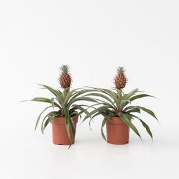 Plant in a Box - Ananaspflanze - 2 Stk - Ananas comosus 'Mi Amigo' - Höhe 35-45cm - Topf 12cm