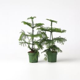 Plant in a Box - Norfolktanne - 2 Stk - Araucaria heterophylla - Höhe 45-55cm - Topf 14cm