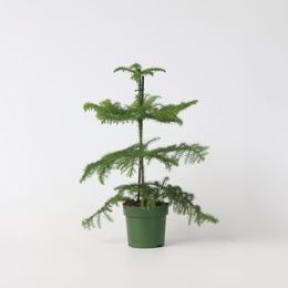 Plant in a Box - Norfolktanne - Araucaria heterophylla - Höhe 45-55cm - Topf 14cm