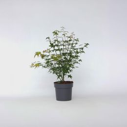 Plant in a Box - Japanischer Ahorn - Acer palmatum 'Little Princess' - Höhe 45-55cm - Topf 19cm