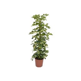 Plant in a Box - Strahlenaralie - Schefflera 'Dalton' - Höhe 90-100cm - Topf 21cm