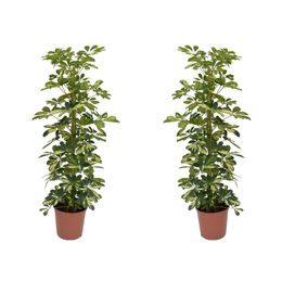 Plant in a Box - Strahlenaralie - 2 Stk - Schefflera 'Dalton' - Höhe 90-100cm - Topf 21cm