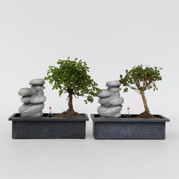 Plant in a Box - Bonsaibaume - 2 Stk - Bonsai - Höhe 25-35cm - Topf 29cm