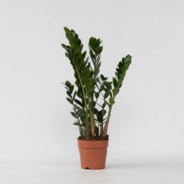 Plant in a Box - Glücksfeder - Zamioculcas Zamiifolia - Höhe 55-65cm - Topf 17cm