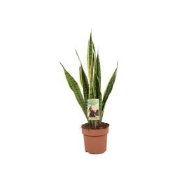 Plant in a Box - Bogenhanf - Sansevieria trifasciata Laurentii - Höhe 60-70cm - Topf 17cm