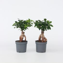 Plant in a Box - Bonsaibaum - 2 Stk - Ficus microcarpa - Höhe 30-40cm - Topf 12cm