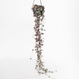 Plant in a Box - Leuchterblume - Ceropegia linearis Woodii - Höhe 20-30cm - Topf 14cm