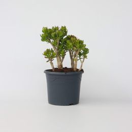 Plant in a Box - Jadepflanze - Crassula ovata 'Minor' - Höhe 60-65cm - Topf 30cm