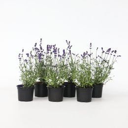 Plant in a Box - Lavendelpflanzen - 12 Stk - Lavandula angustifolia - Höhe 10-15cm - Topf 11cm