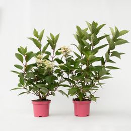 Plant in a Box - Hortensie - 2 Stk - Hydrangea paniculata 'Early Harry' - Höhe 25-40cm - Topf 19cm