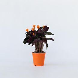 Plant in a Box - Korbmarante - Calathea crocata 'Tassmania' - Höhe 40-50cm - Topf 14cm