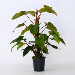 Plant in a Box - Baumfreund - Philodendron 'imperial red' - Höhe 50cm - Topf 19cm