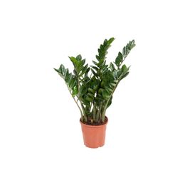 Plant in a Box - Glücksfeder - Zamioculcas Emerald - Höhe 70-80cm - Topf 21cm