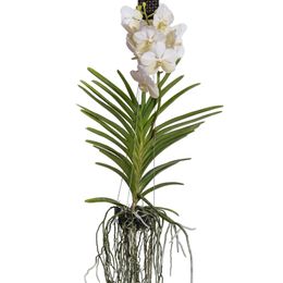 Plant in a Box - Vanda-Orchidee - Vanda 'White' - Höhe 55-65cm