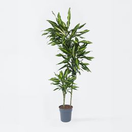 Plant in a Box - Drachenbaum - Dracaena fragrans 'Cintho' - Höhe 140-150cm - Topf 24cm